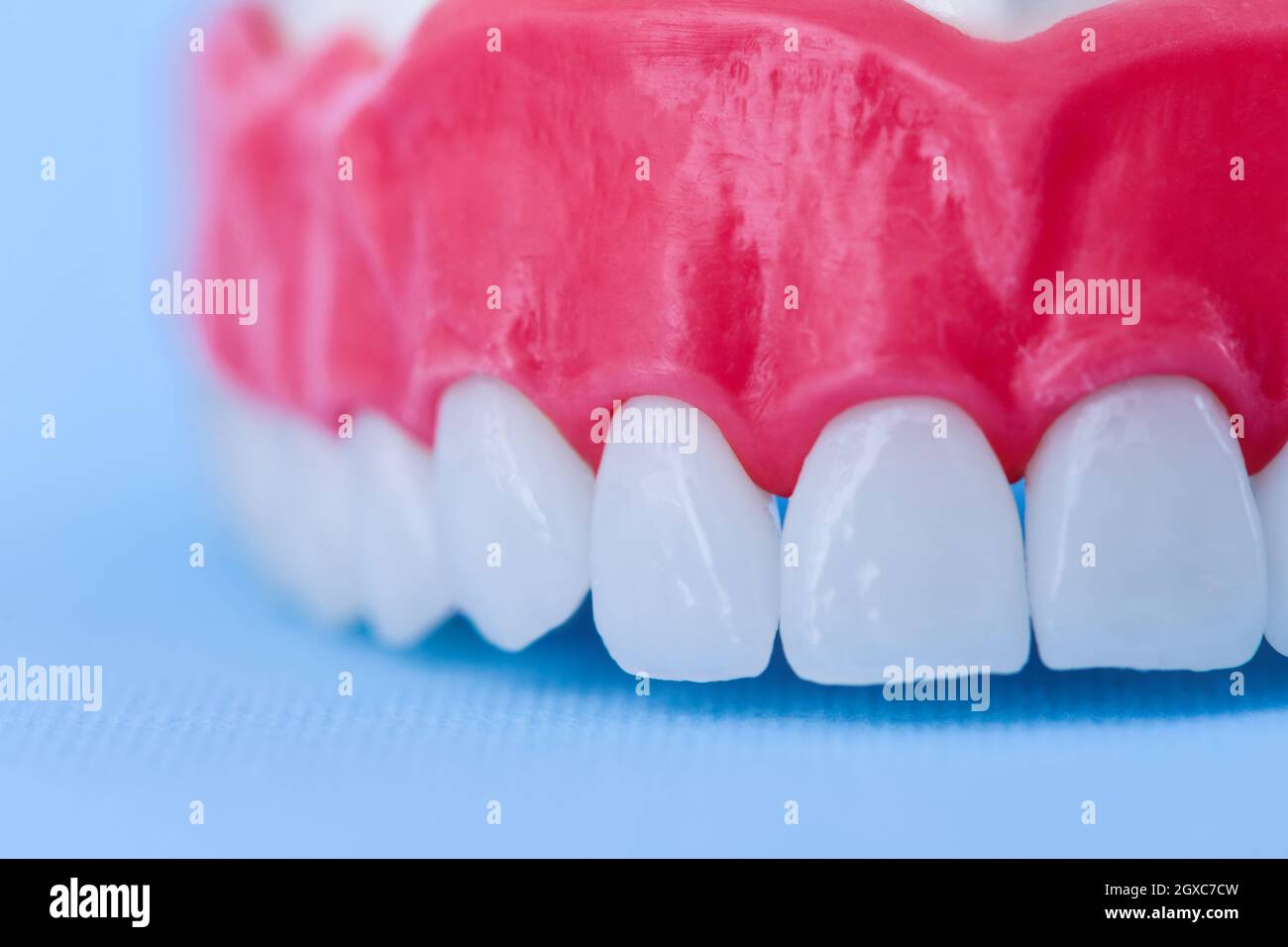 La mâchoire humaine avec l'anatomie des dents et des gencives en ...