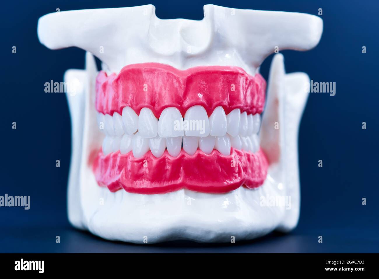 Mâchoire humaine avec l'anatomie des dents et des gencives en illustration médicale modèle isolé ...