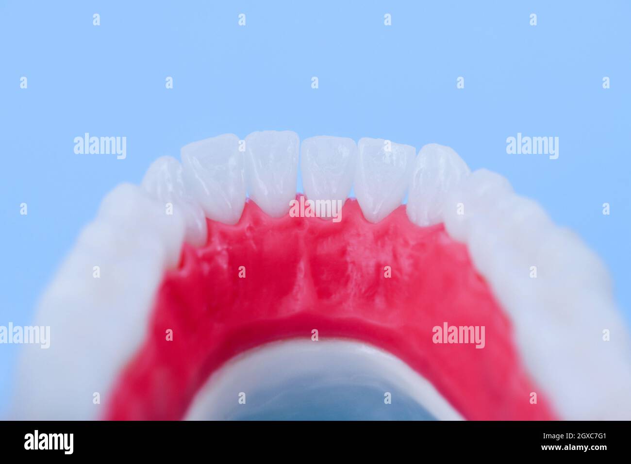 La mâchoire inférieure de l'anatomie des dents et des gencives avec ...