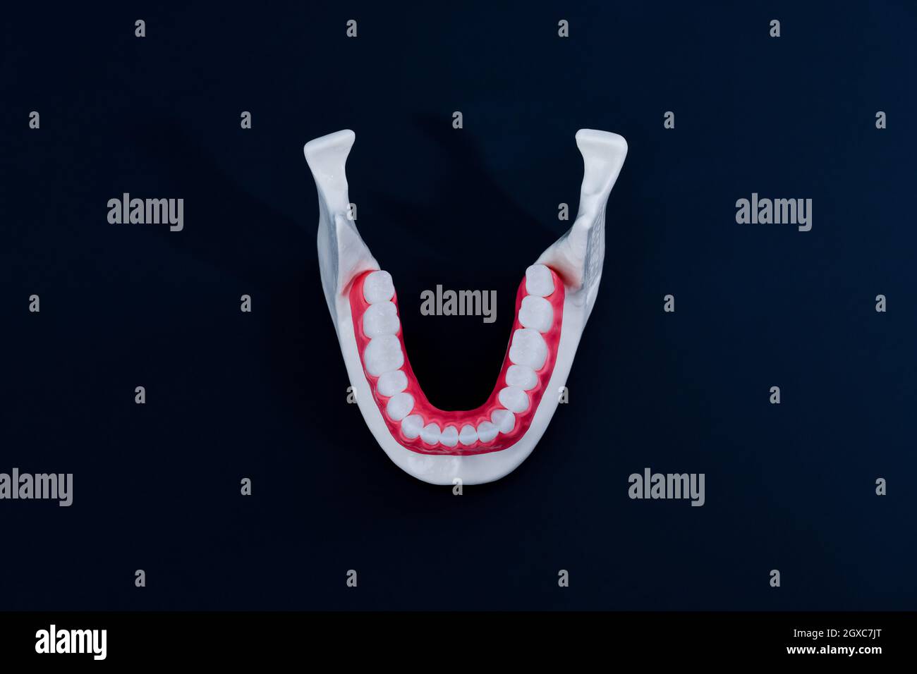 La mâchoire inférieure de l'anatomie des dents et des gencives avec ...