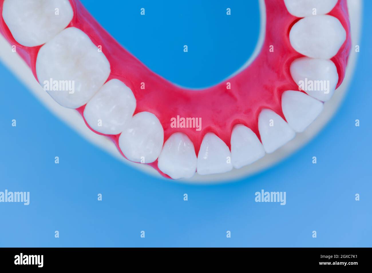 La mâchoire inférieure de l'anatomie des dents et des gencives avec ...