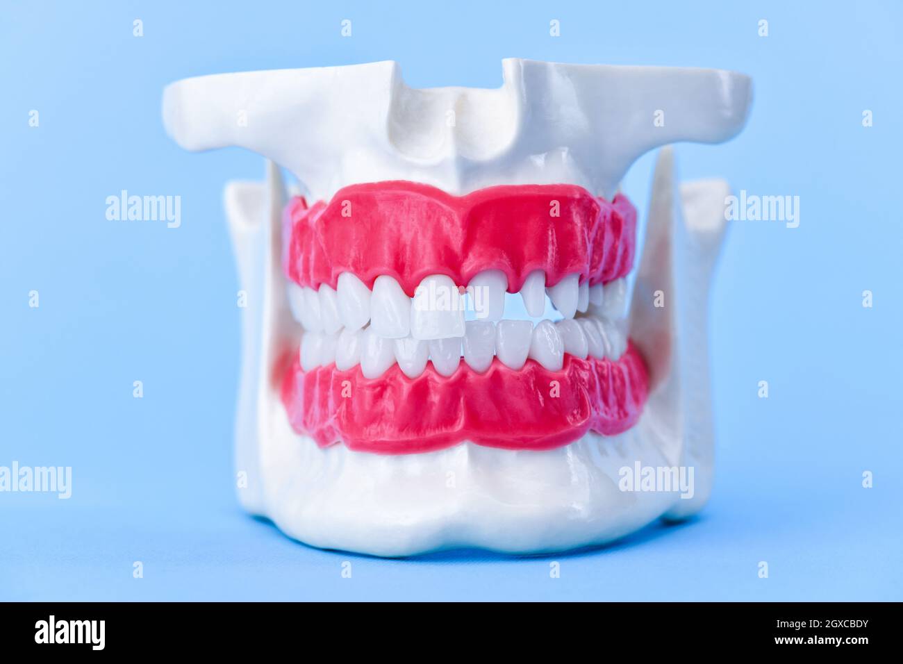 Mâchoire humaine avec l'anatomie des dents et des gencives en illustration médicale modèle isolé ...