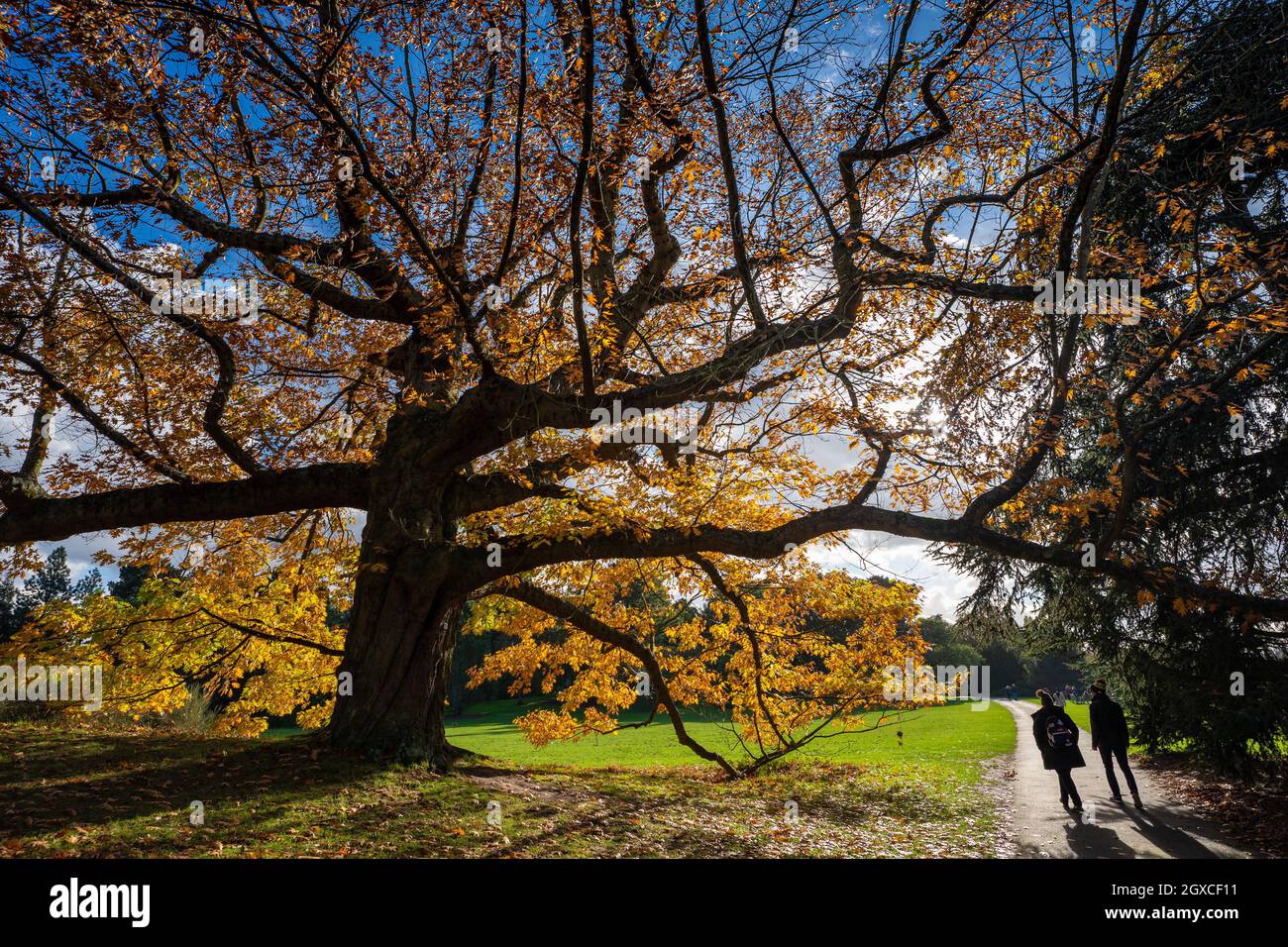 Richard grey Banque de photographies et d’images à haute résolution - Alamy