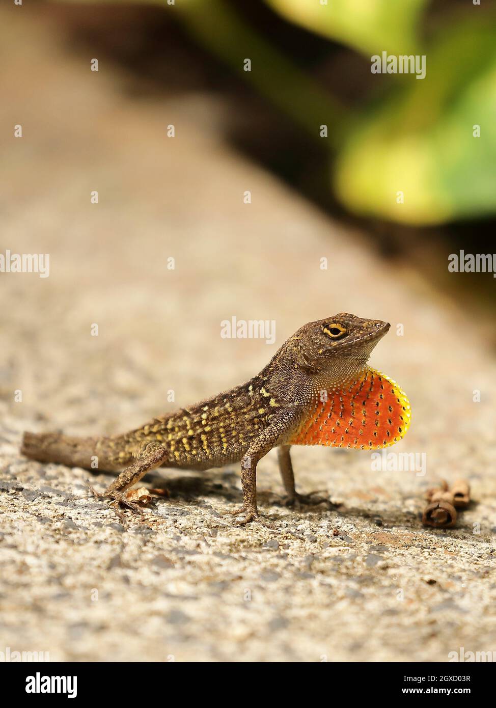 Anolis sagrei Banque de photographies et d’images à haute résolution ...