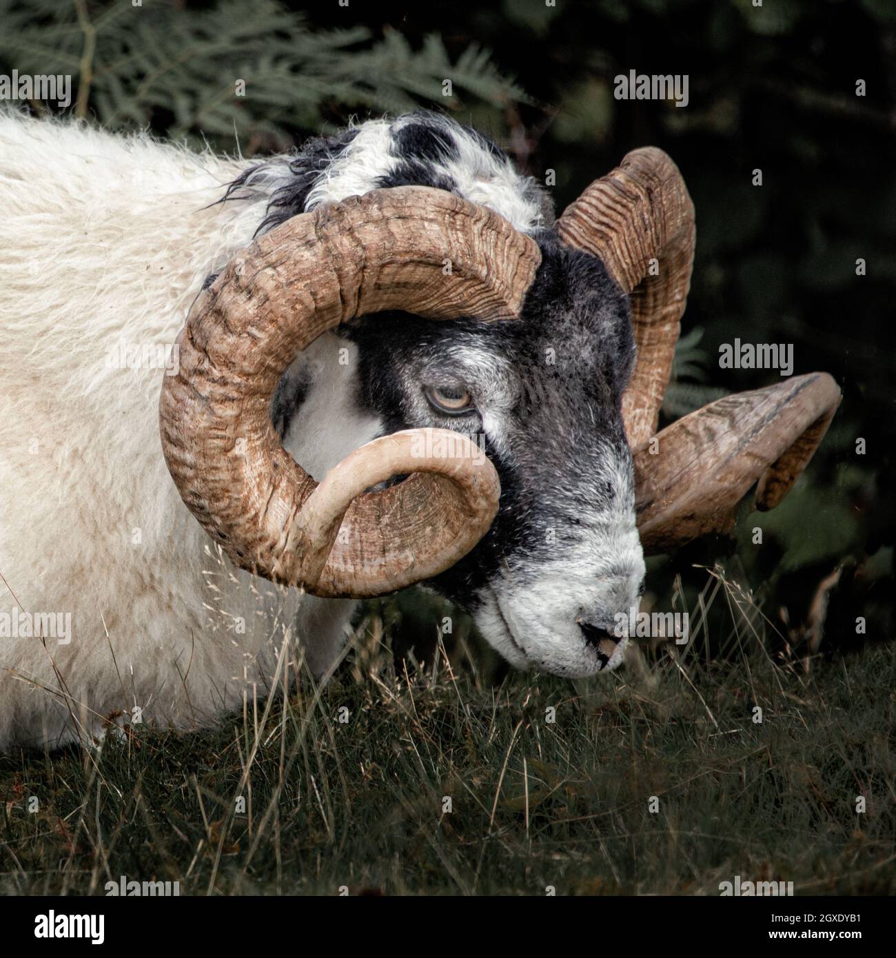 Mouton écossais à face noire Banque de photographies et d’images à ...