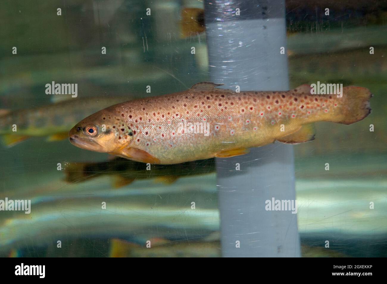 Truite de mer salmo trutta trutta adulte Banque de photographies et d ...