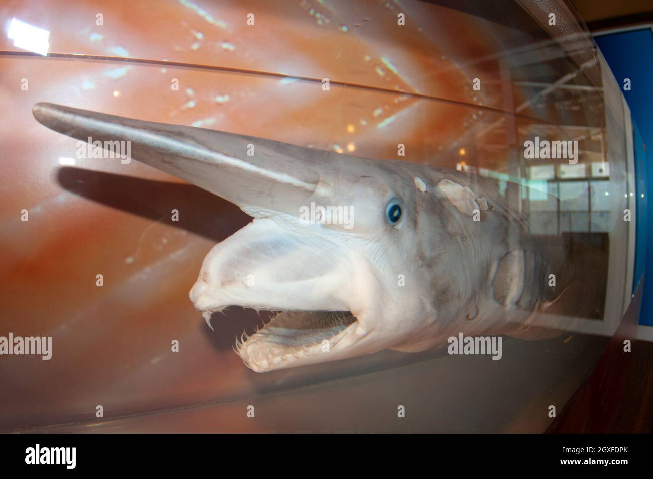 Requin lutin Banque de photographies et d’images à haute résolution - Alamy