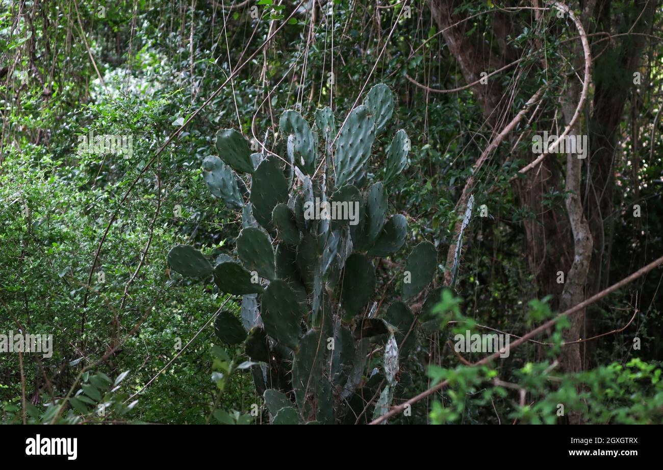 Racine de cactus Banque de photographies et d’images à haute résolution ...