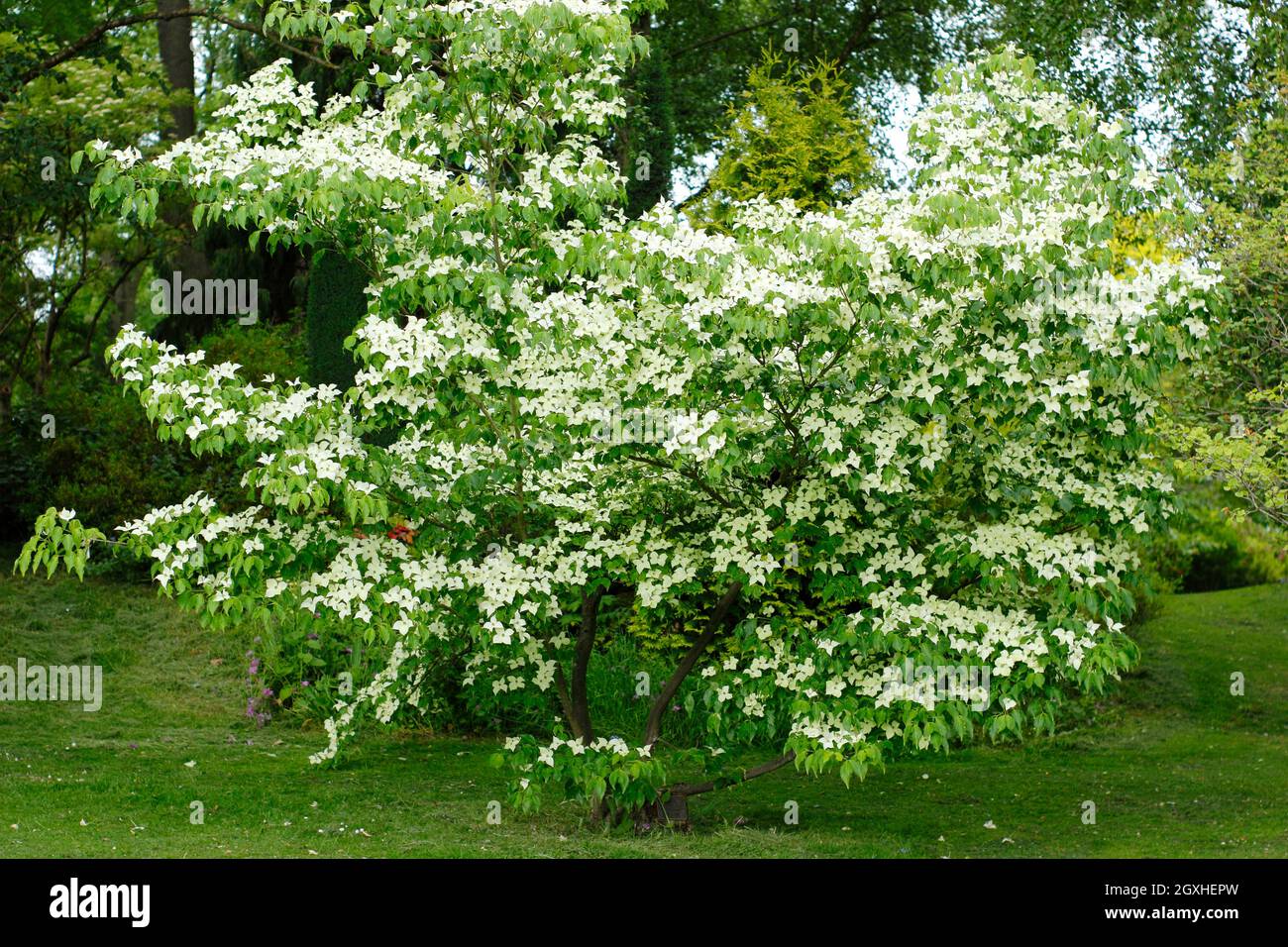 Cornus kousa dogwood flowering dogwood Banque de photographies et d ...