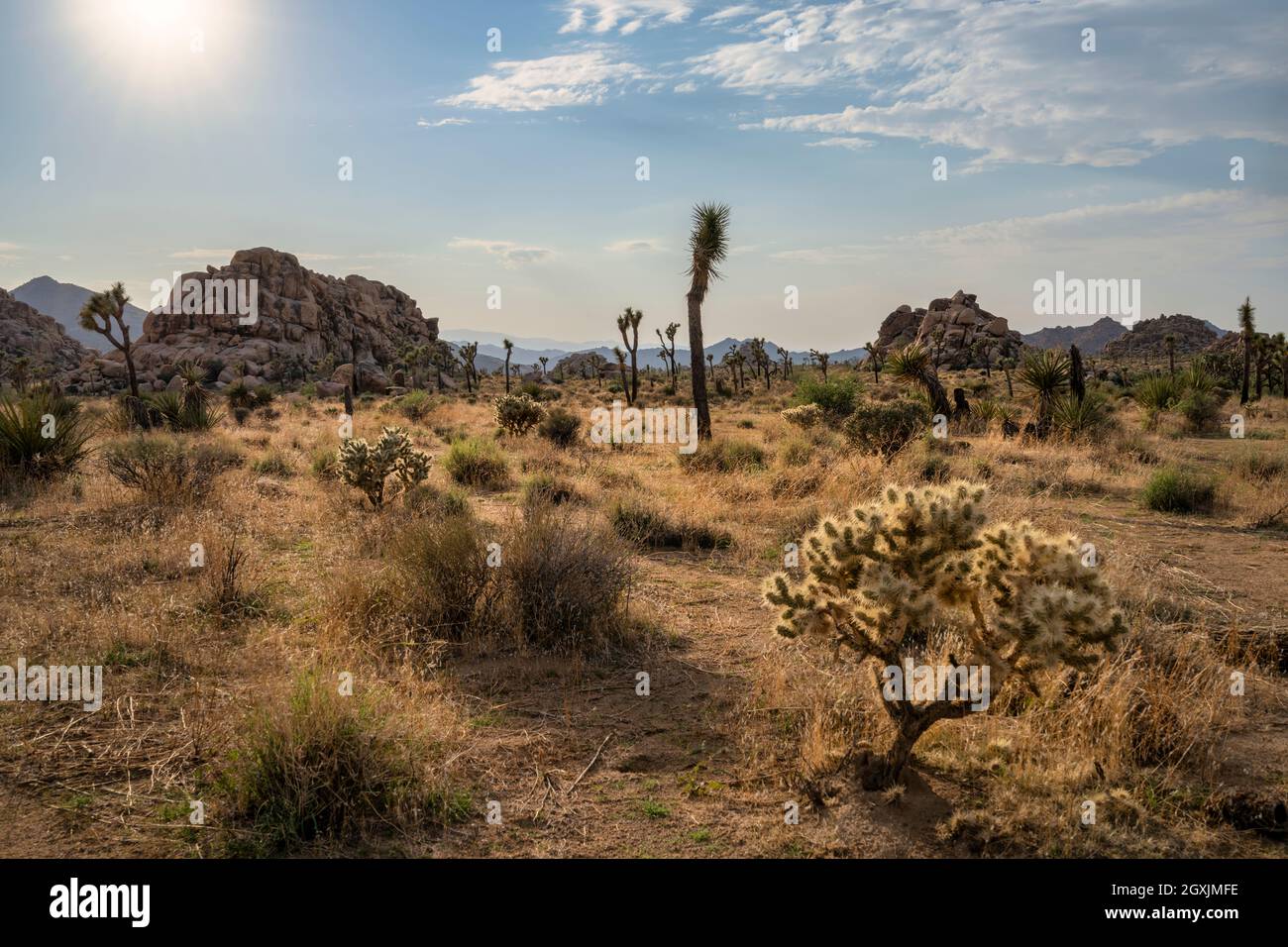 Plantes et soleil Banque de photographies et d’images à haute ...