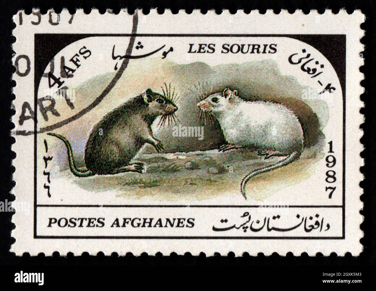 White rats Banque de photographies et d’images à haute résolution - Alamy