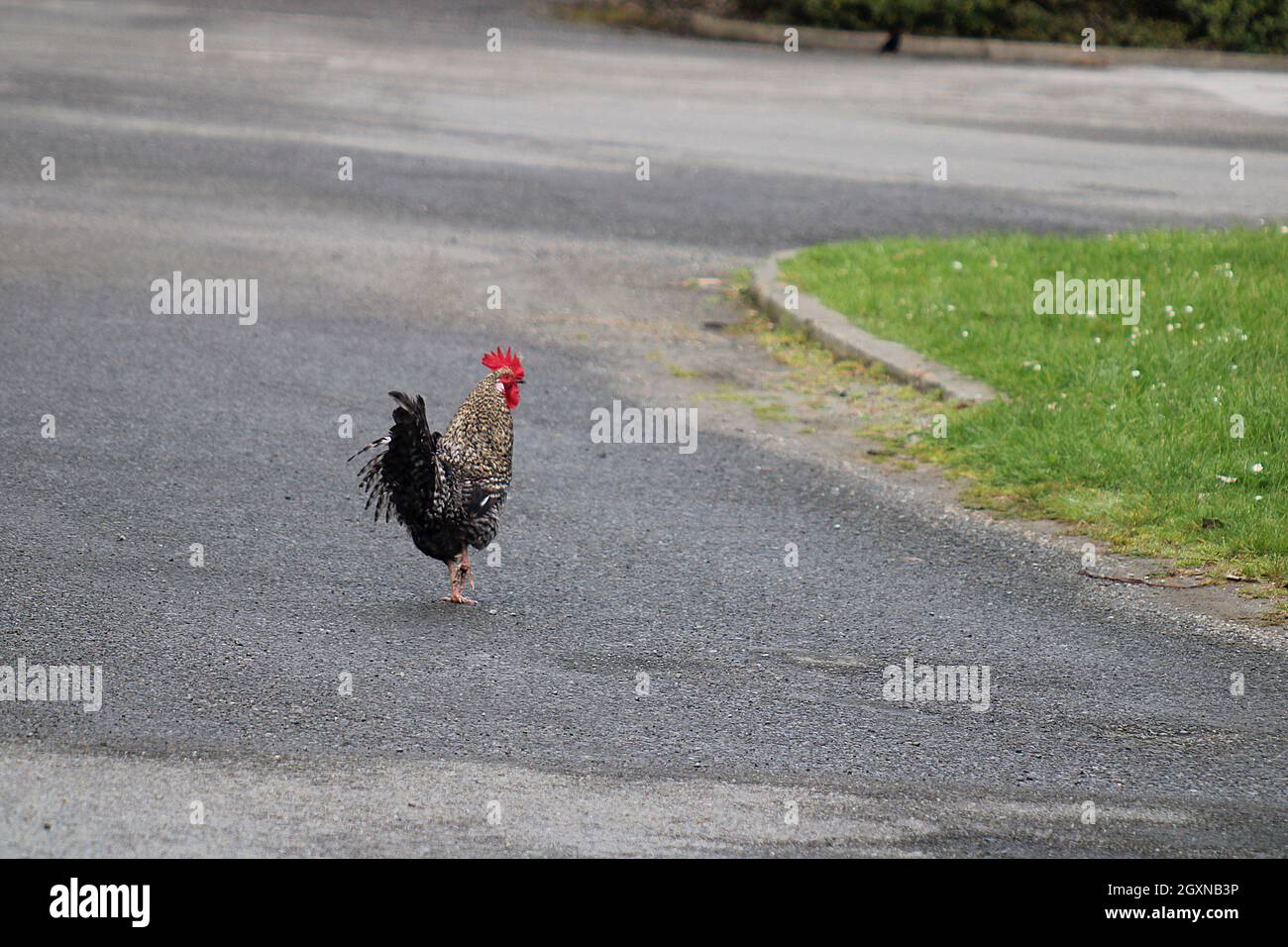 Poulet de la route Banque de photographies et d’images à haute ...