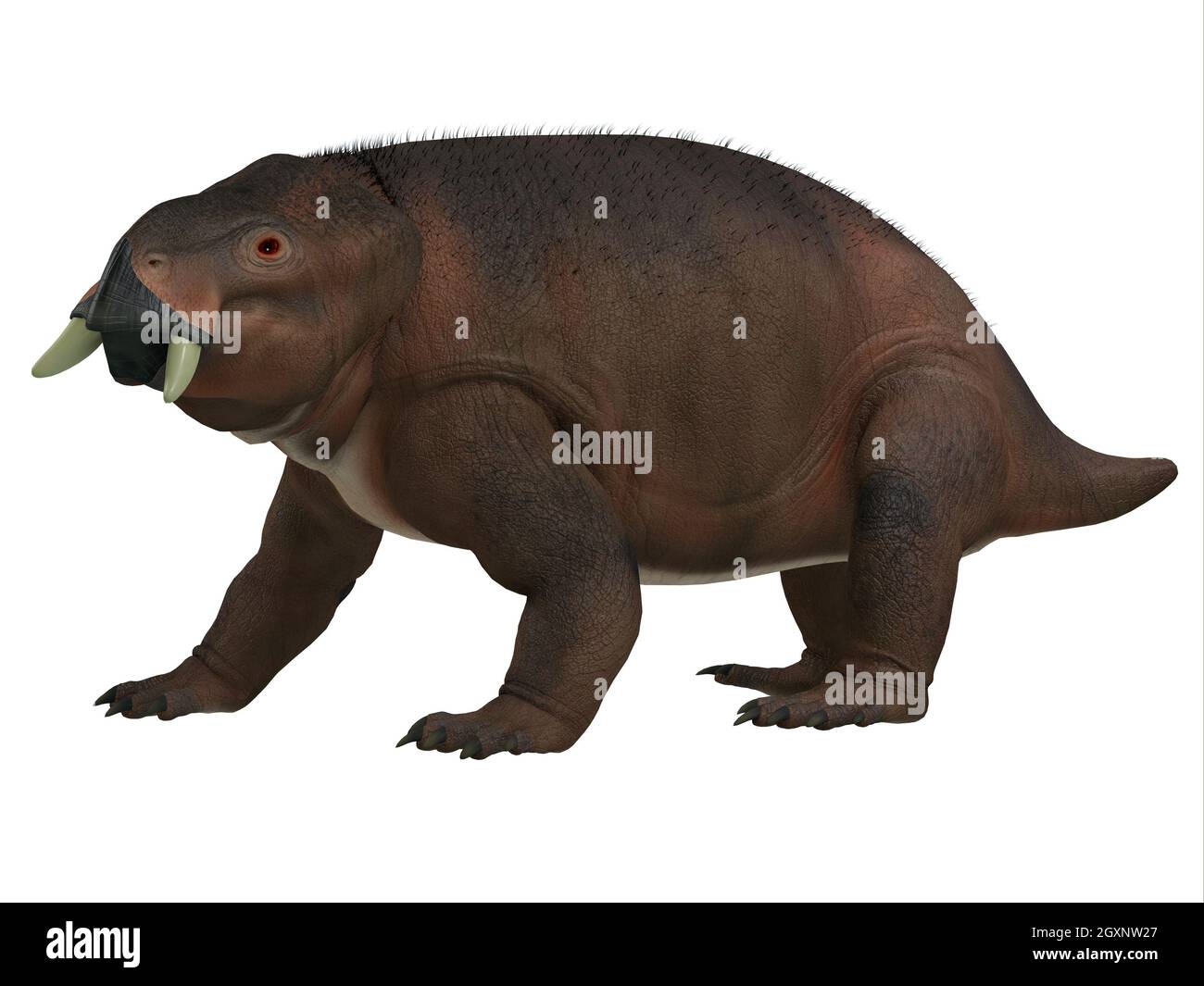 Dicynodont Banque de photographies et d’images à haute résolution - Alamy