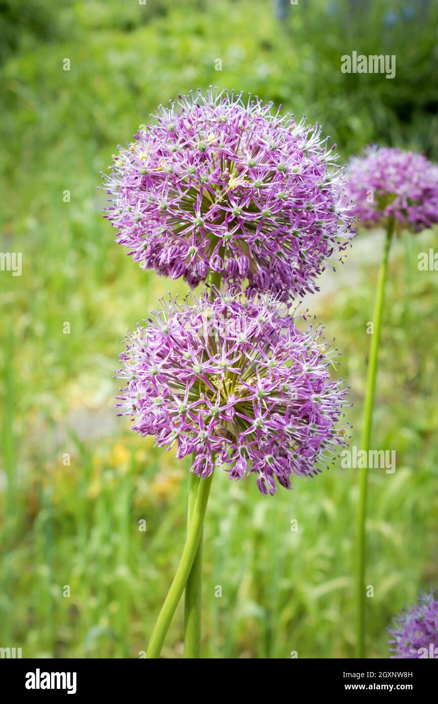 Allium bulgaricum Banque de photographies et d’images à haute ...