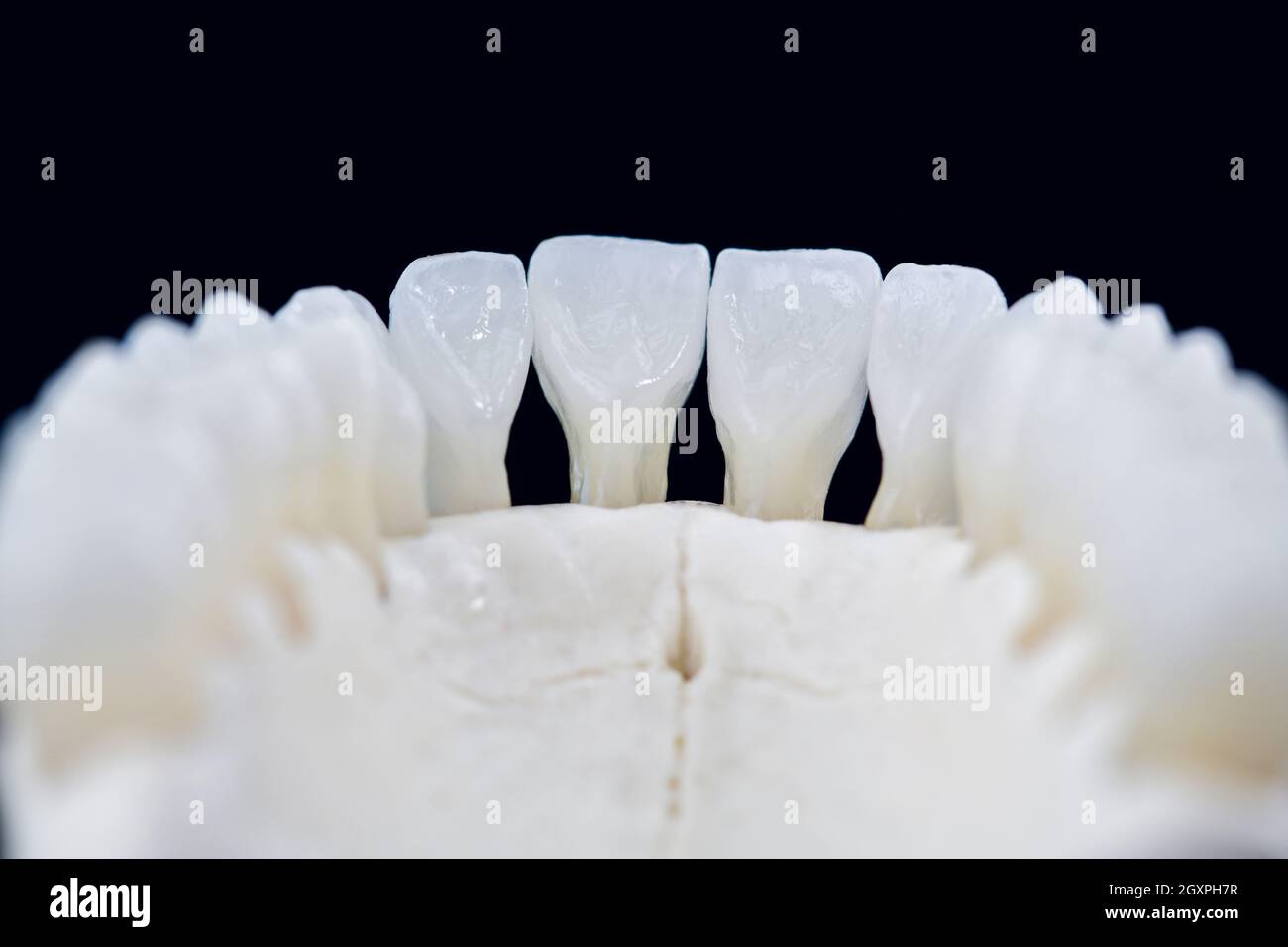 La mâchoire inférieure de l'anatomie des dents avec illustration ...