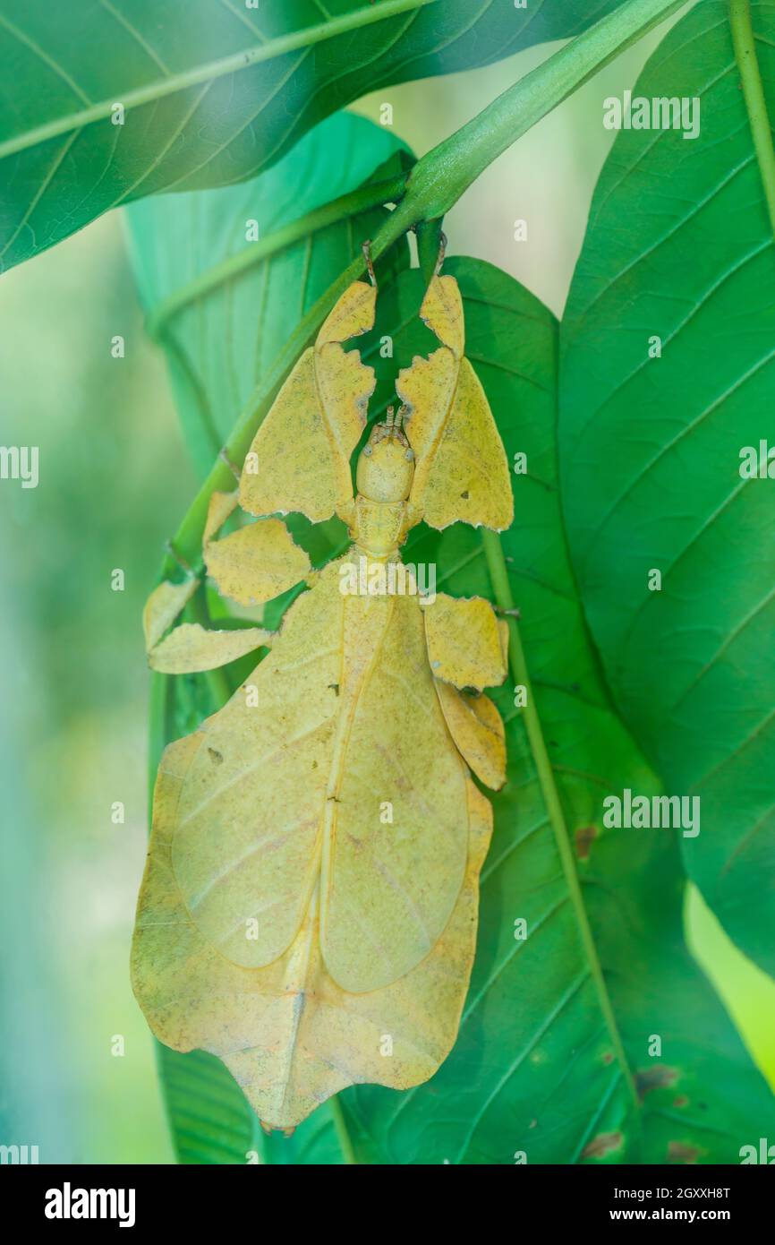 Congé de randonnée asiatique pour insectes de feuilles de phyllium ...