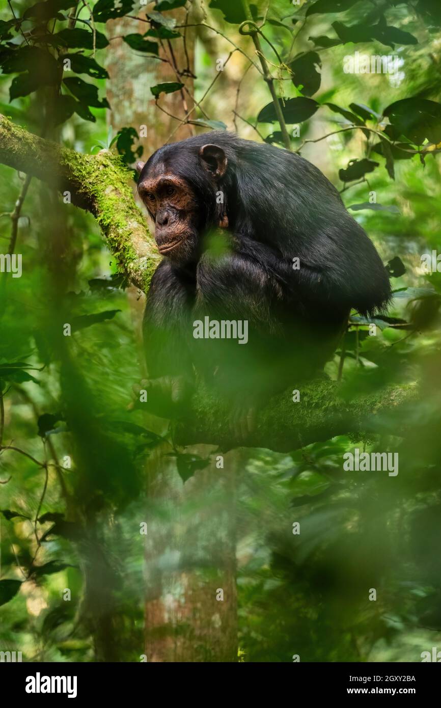 Grand singe Banque de photographies et d’images à haute résolution - Alamy