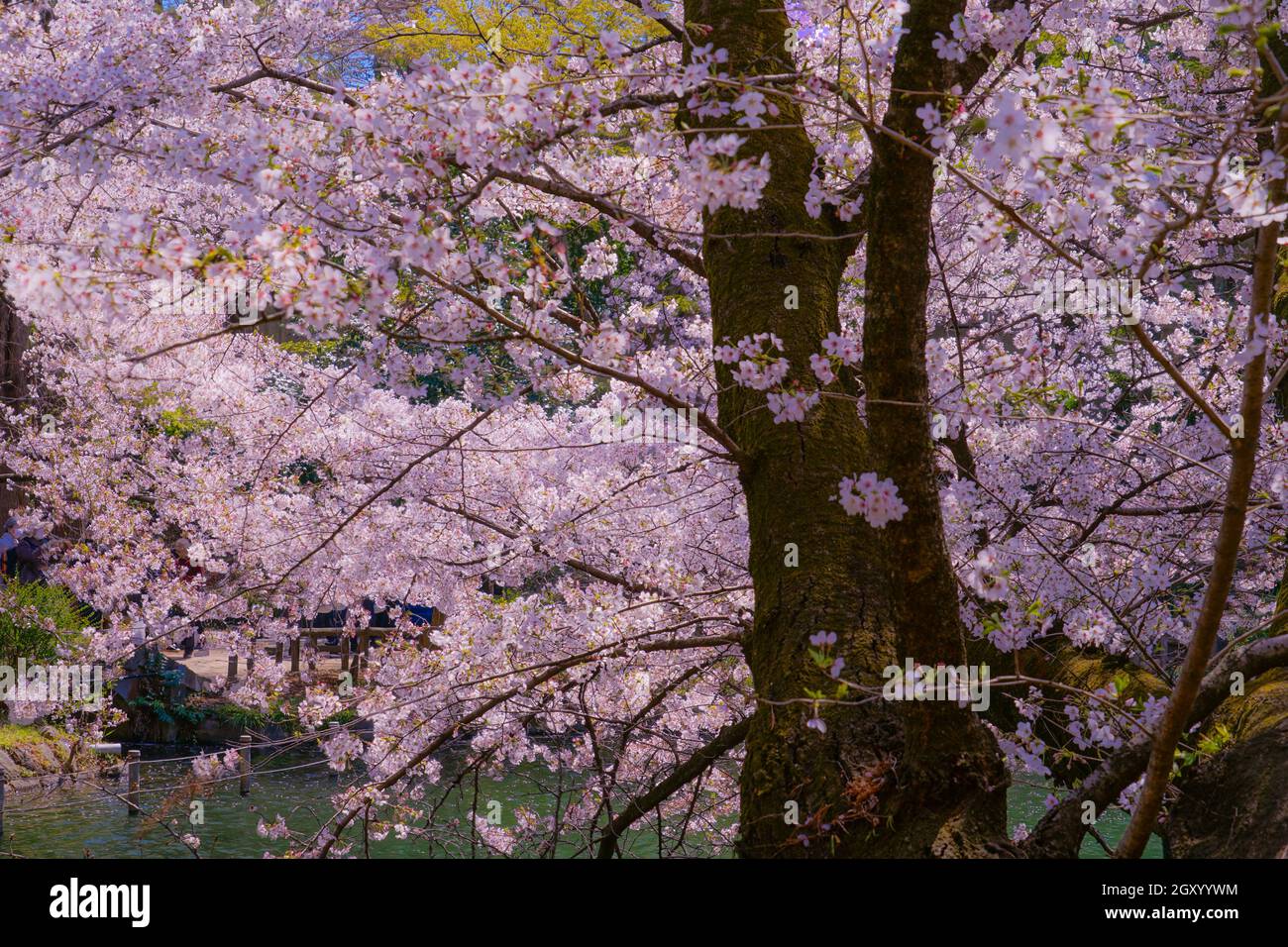 Cerisier en pleine floraison du parc Inokashira. Lieu de tournage ...