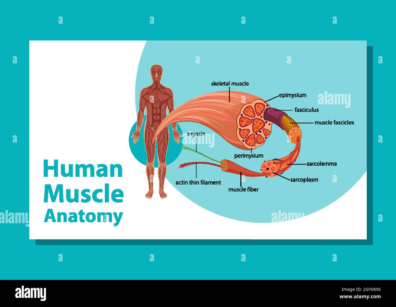 Anatomie du muscle humain avec illustration de l'anatomie du corps ...