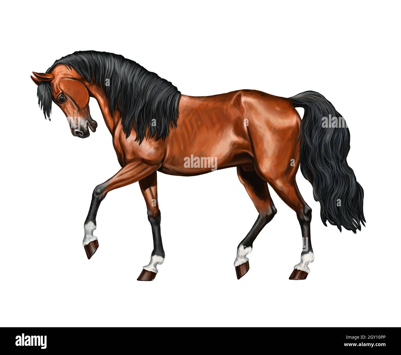 Dessin De Cheval Arabe