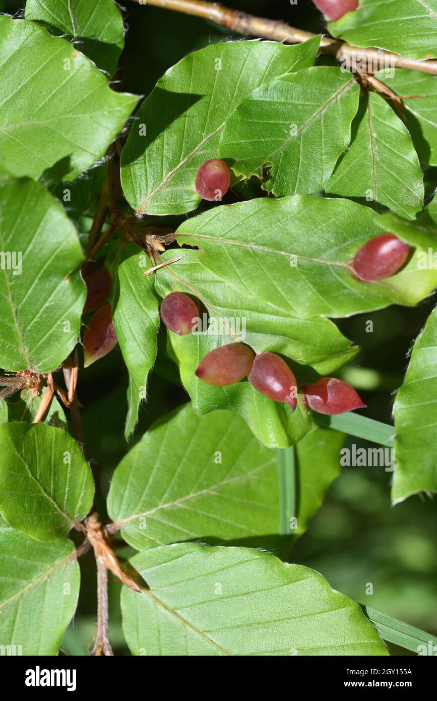 Gall midge Banque de photographies et d’images à haute résolution - Alamy