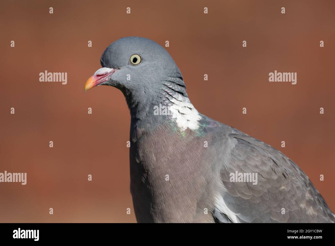 Pigeon ramier adulte Banque de photographies et d’images à haute ...