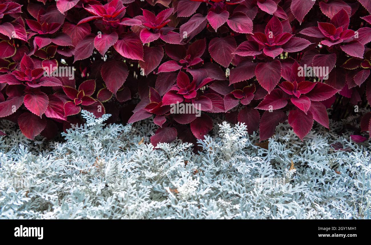 Ortie rouge Banque de photographies et d’images à haute résolution - Alamy