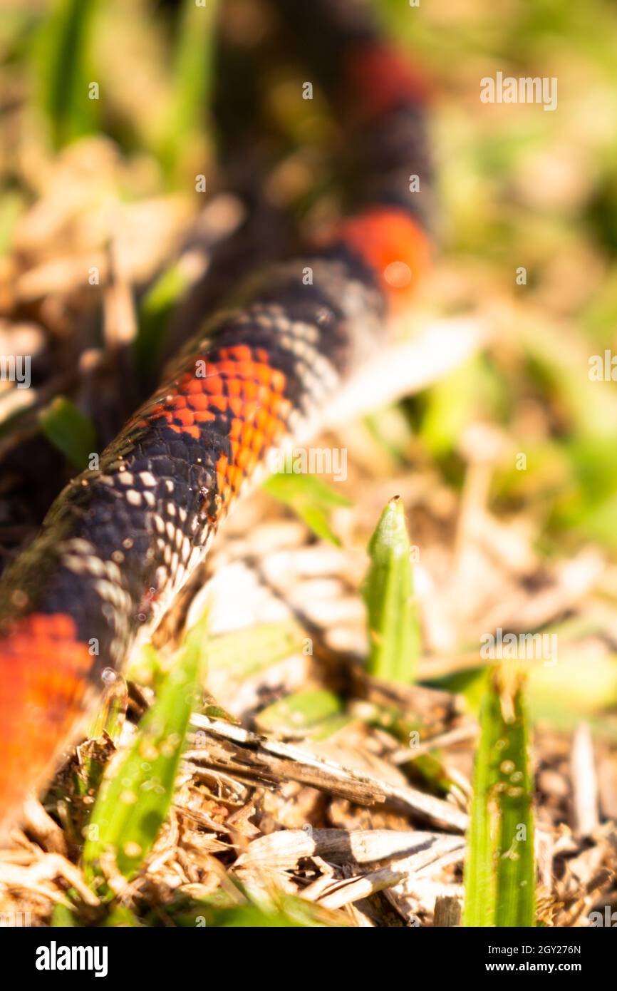Serpent rouge et noir Banque de photographies et d’images à haute ...