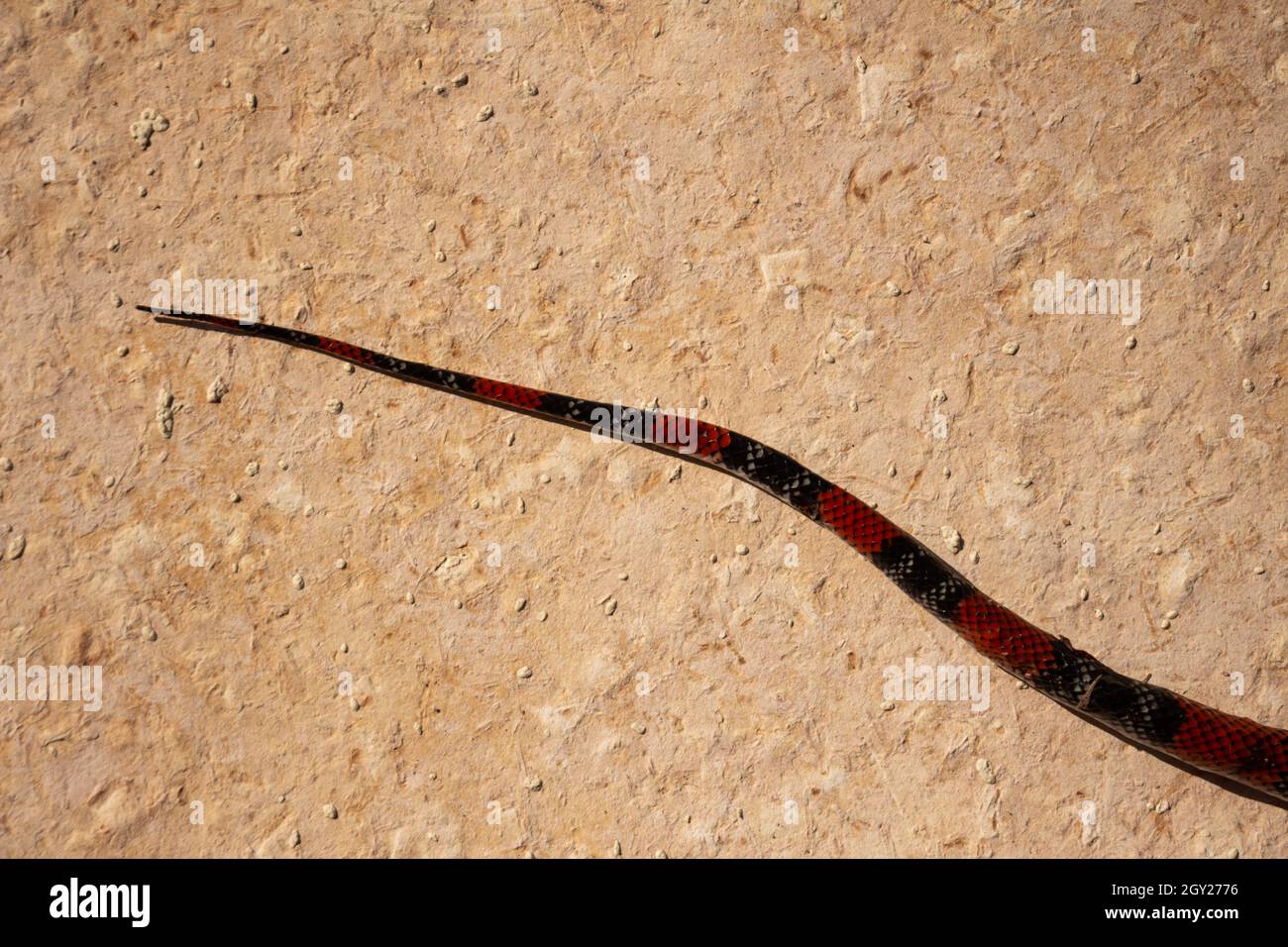 Serpent rouge et noir Banque de photographies et d’images à haute ...