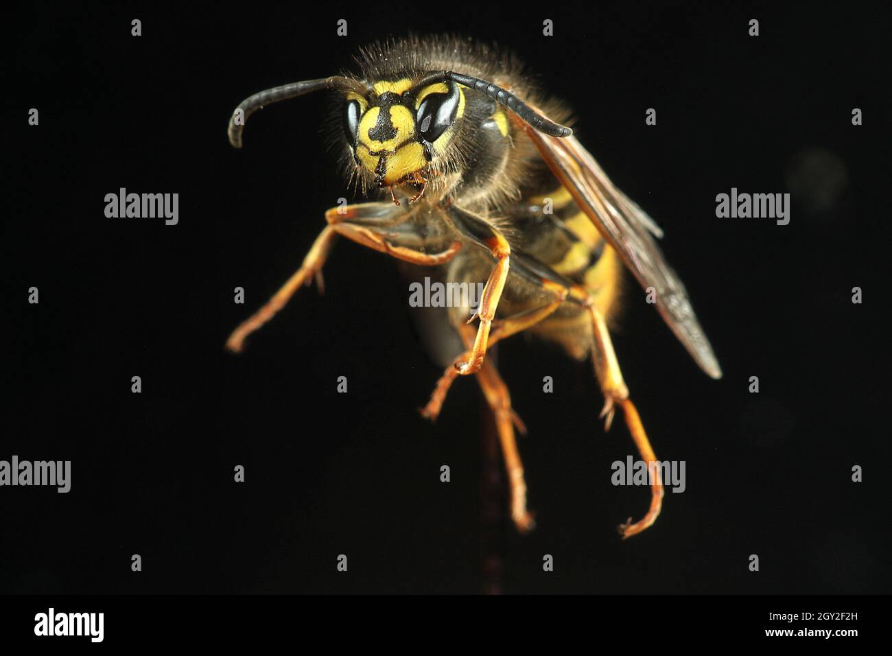Vespula vulgaris Banque de photographies et d’images à haute résolution ...