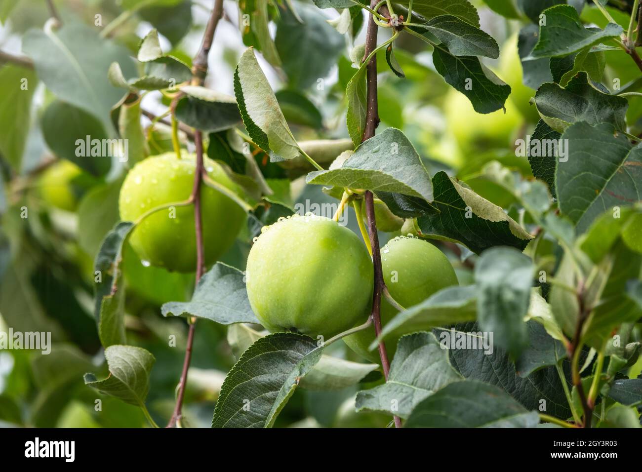 Pomme branche gros plan avec des pommes vertes mûres avec gouttes d'eau ...
