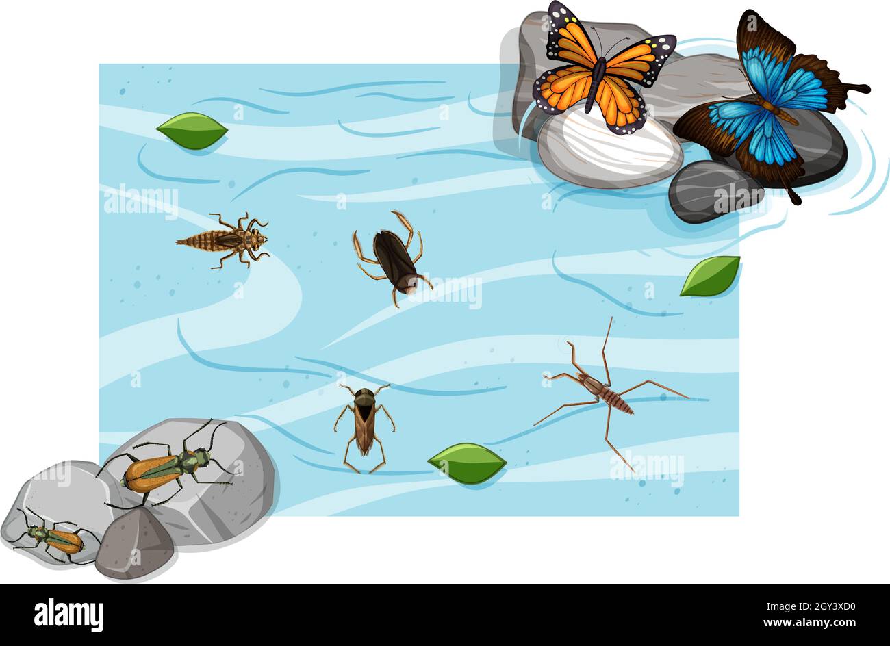 Vue de dessus des insectes aquatiques dans l'illustration de l'étang ...
