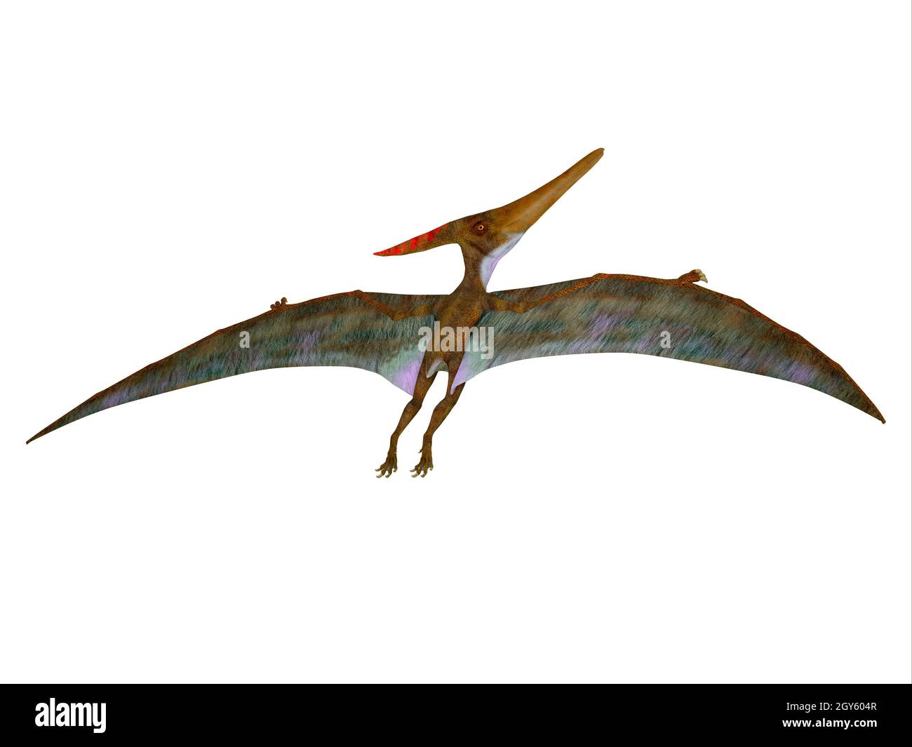 Pteranodon pterosaur Banque de photographies et d’images à haute ...
