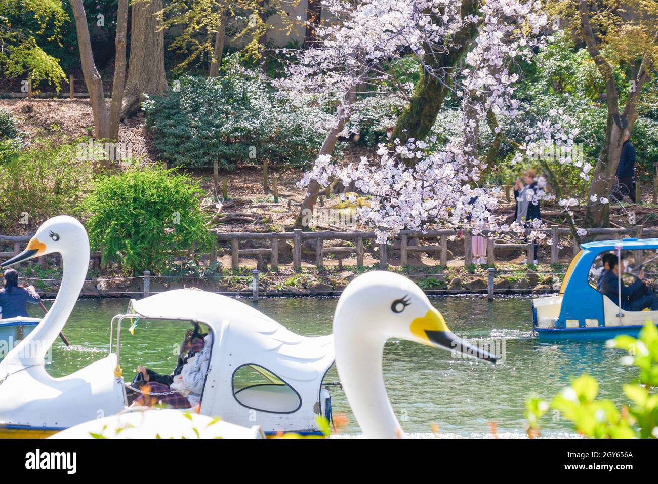 Pleine floraison de la cerisier et du bateau de canard (Parc Inokashira ...