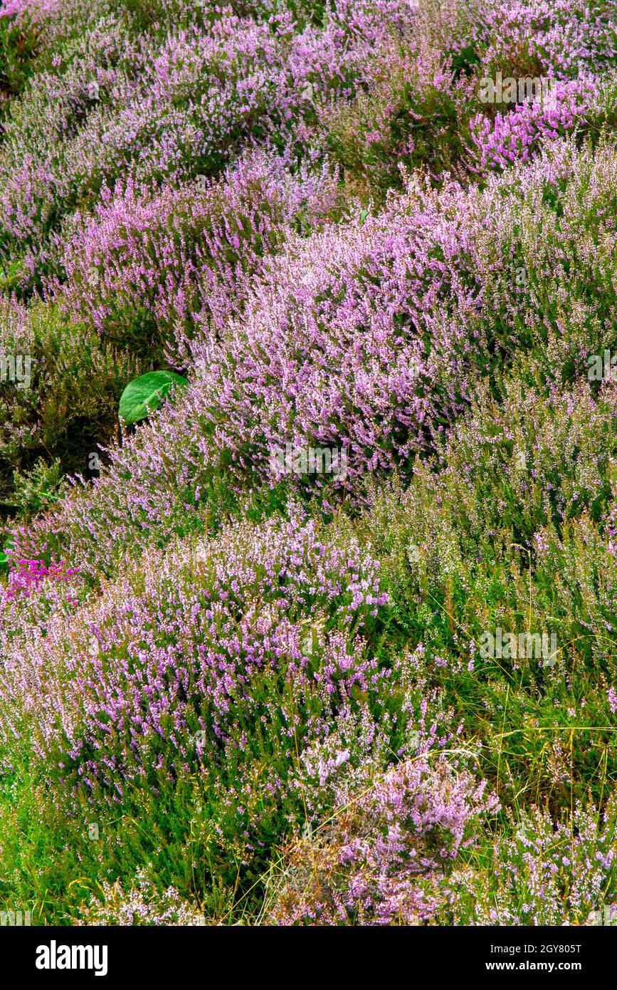 Plantes à fleurs de la famille des éricacées Banque de photographies et ...