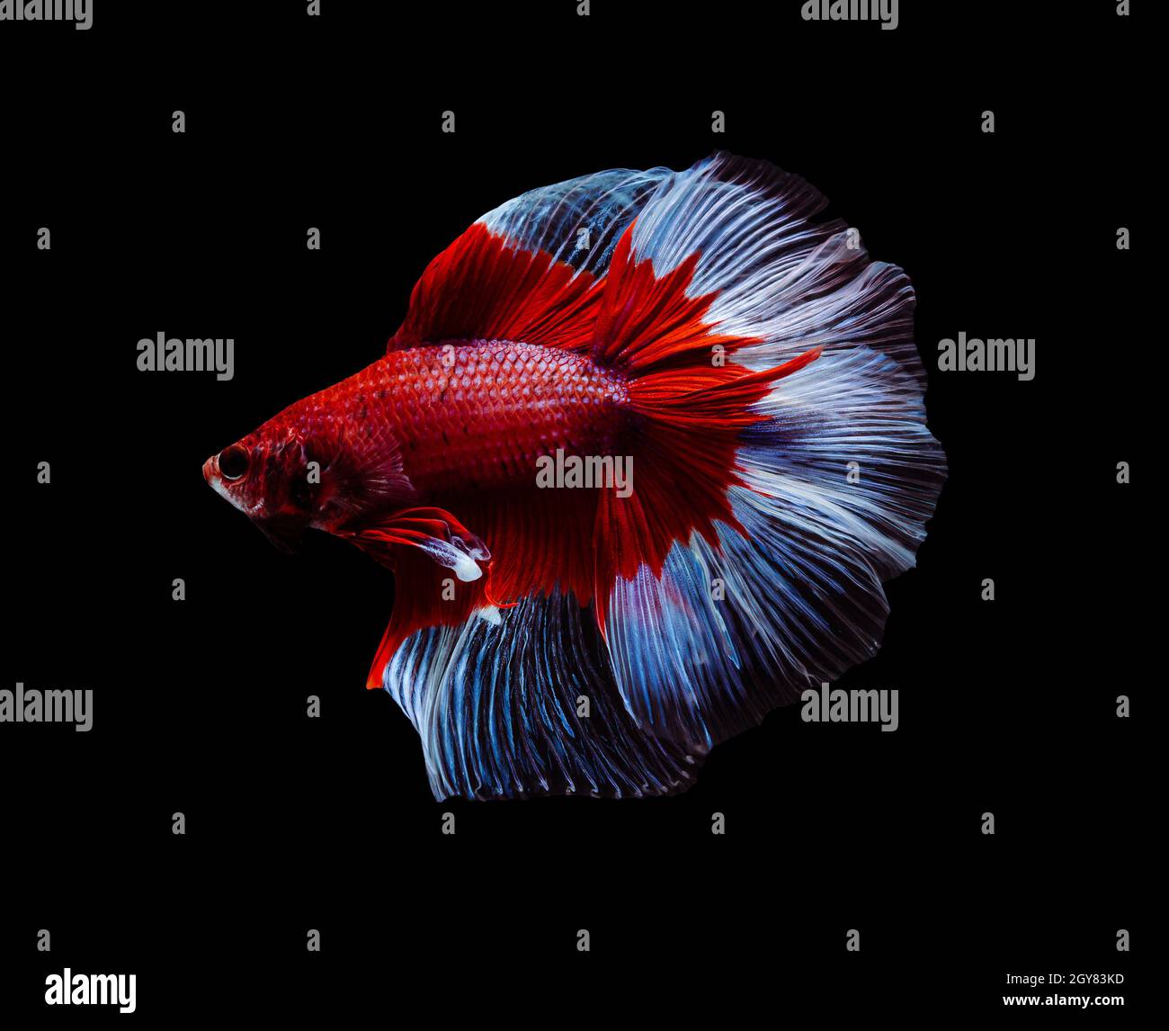 La demi lune blanche Banque de photographies et d’images à haute ...