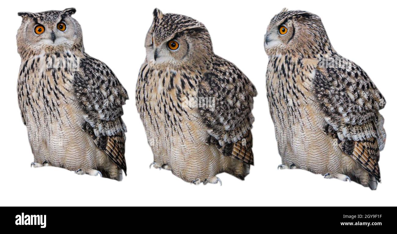 Ensemble de hiboux isolés sur fond blanc.Hibou gris forêt classique ...