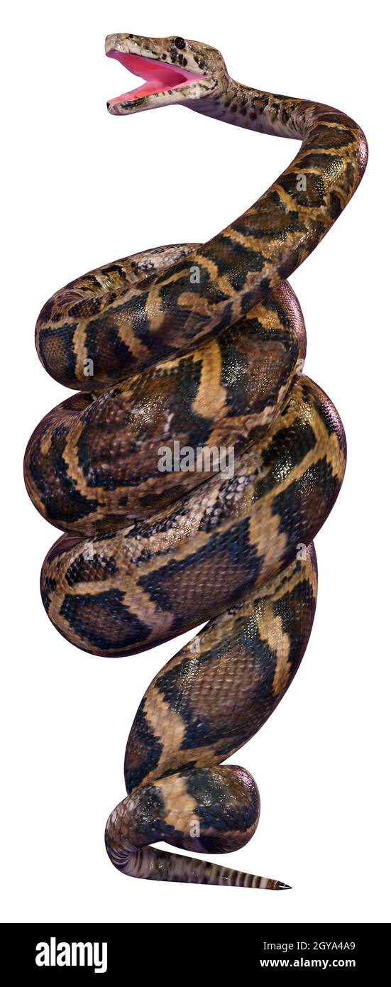 Plus Grand Serpent Du Monde Banque d'image et photos - Alamy