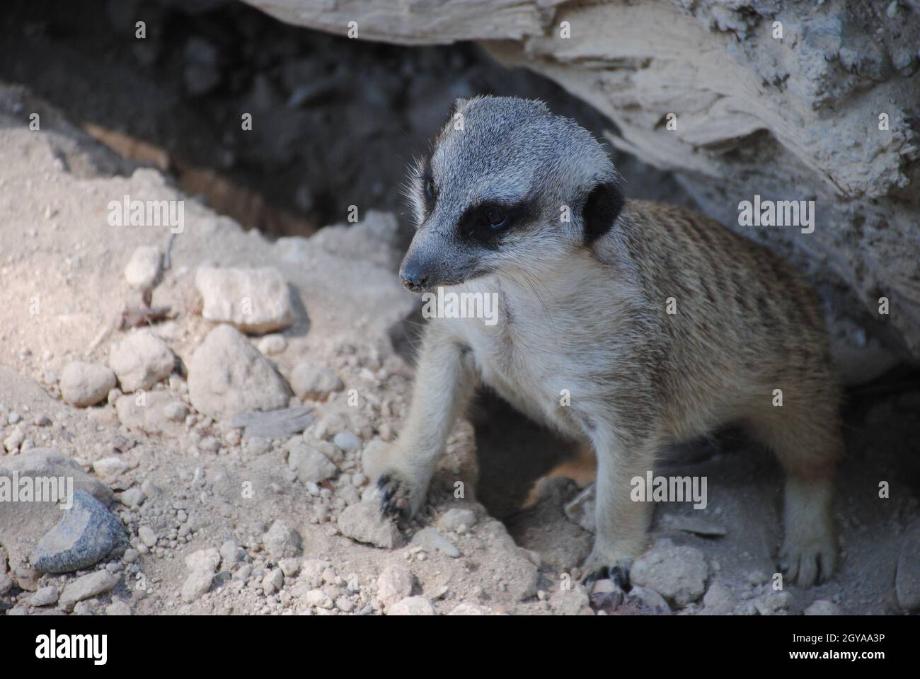 Timon pumbaa Banque de photographies et d’images à haute résolution - Alamy