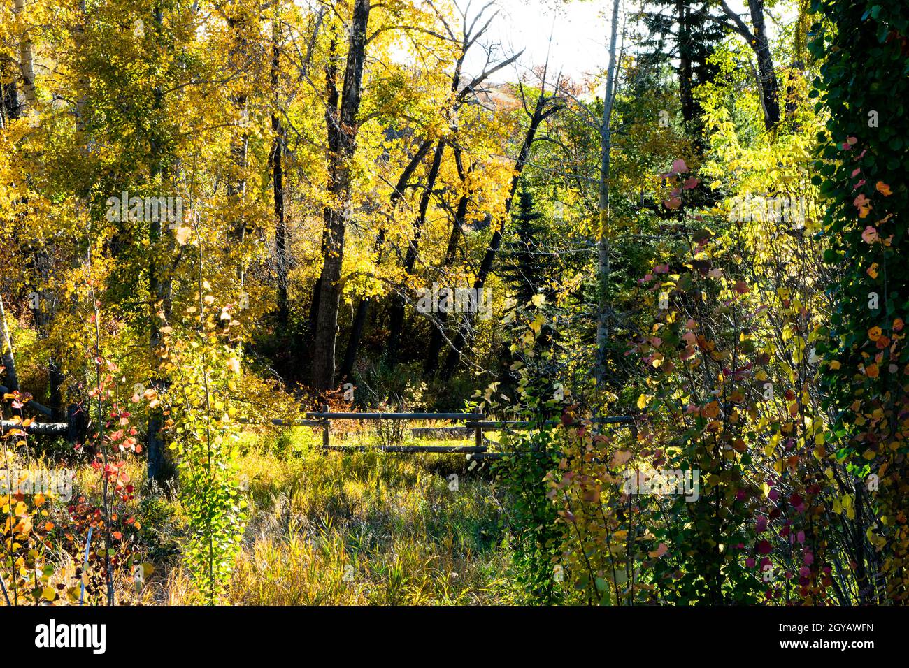 Calgary automne automne Banque de photographies et d’images à haute ...