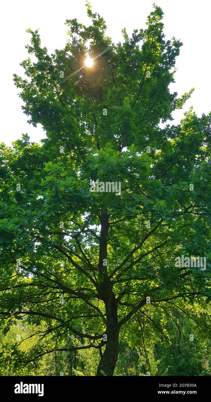 Arbre vert solitaire Banque de photographies et d’images à haute ...