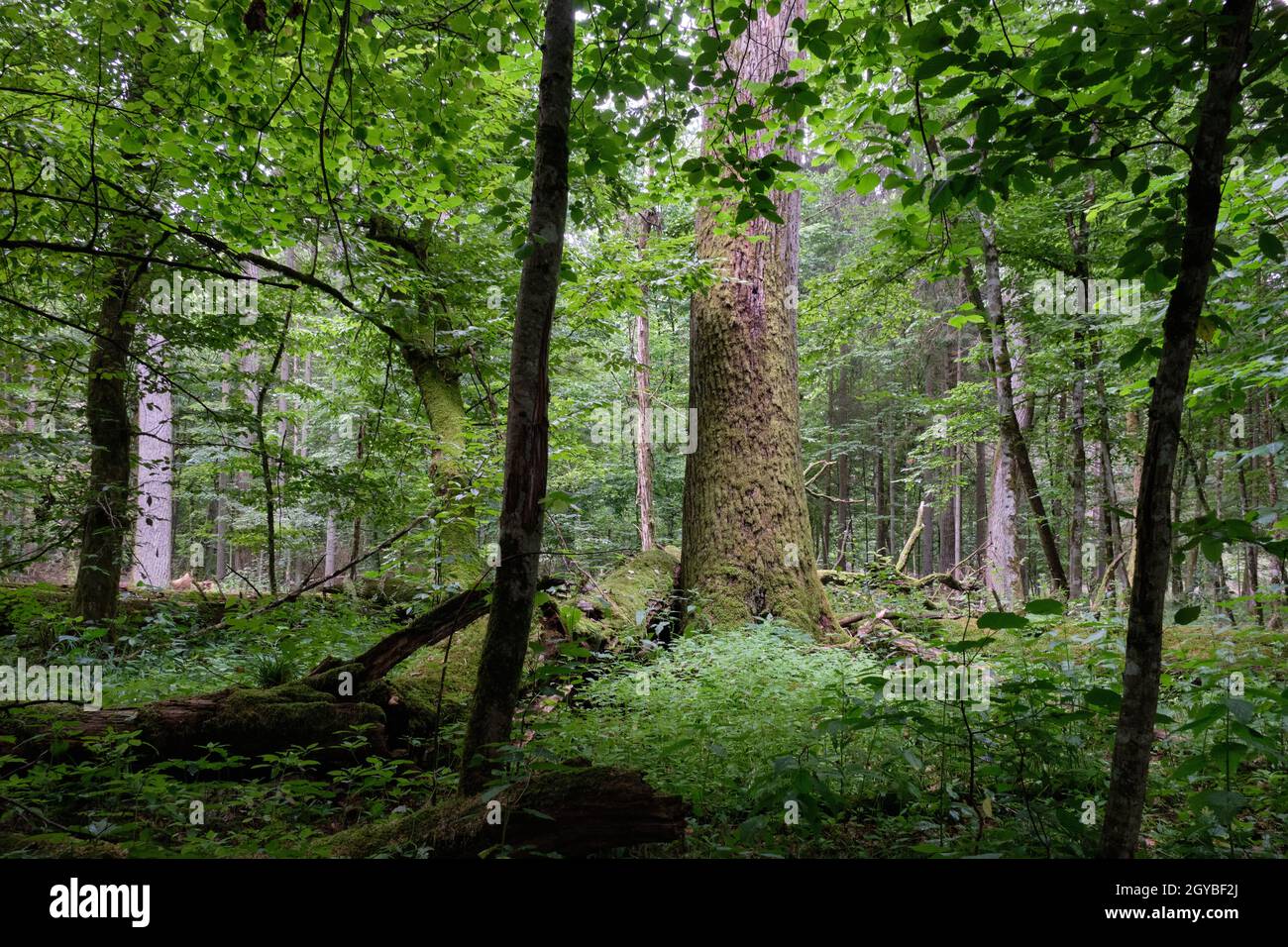 En été forêt à feuilles caduques avec vieux chêne monumental en arrière ...