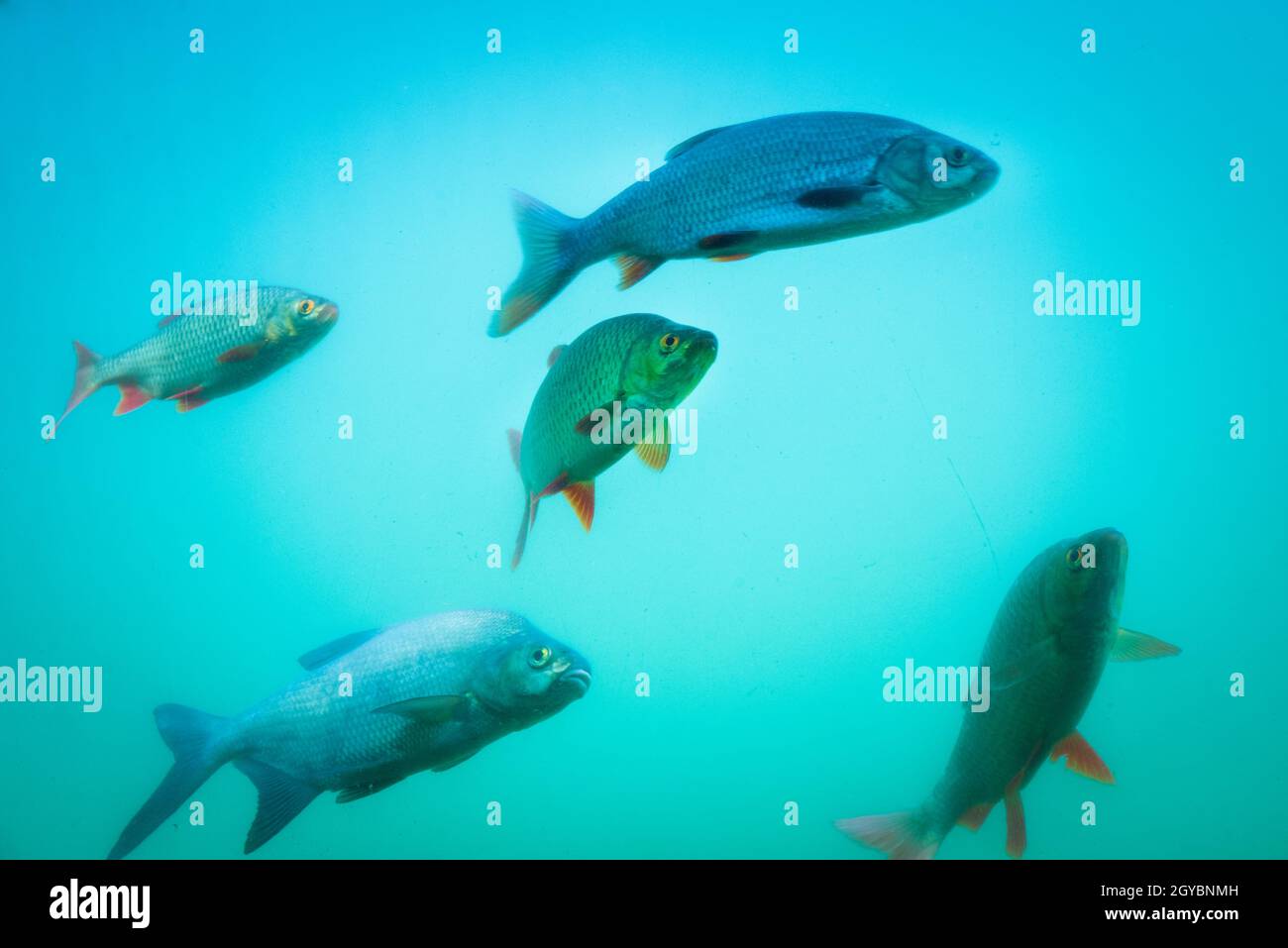 Poissons dans le lac Banque de photographies et d’images à haute ...