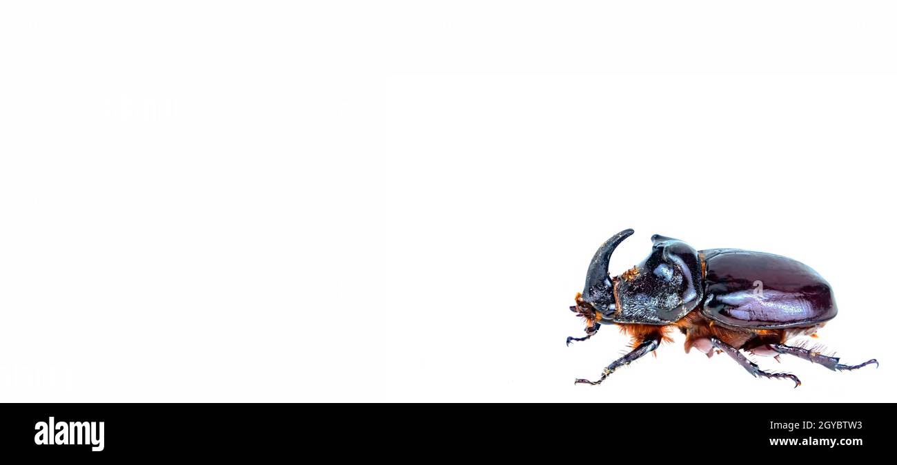 Le coléoptère des insectes Oryctes nasicornis sur fond blanc ...