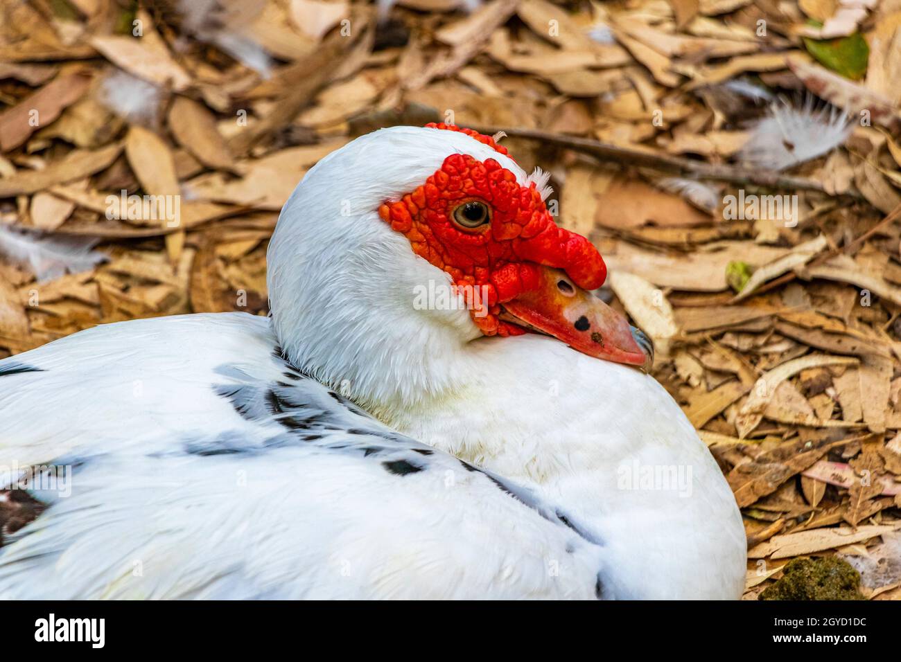 Étrange canard de guerre rouge à face de verrue canard de muscovy dans ...