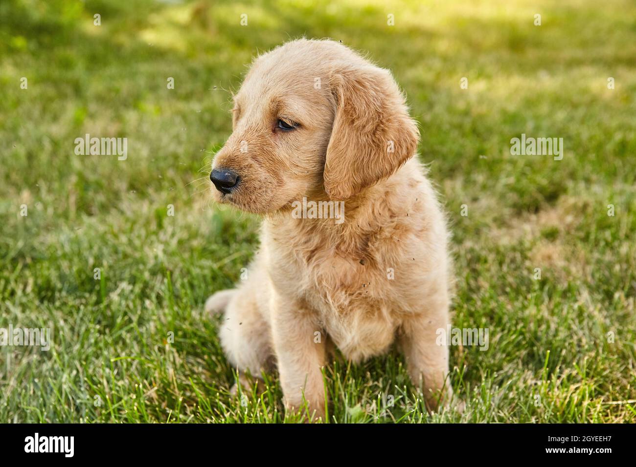 Golden labradoodle Banque de photographies et d’images à haute ...