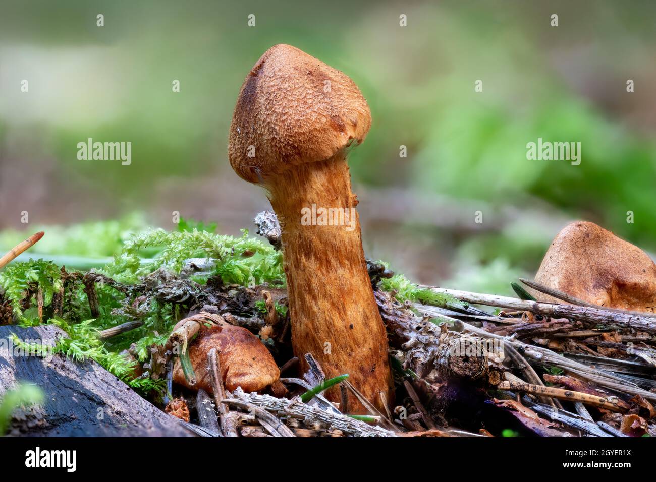 Gros plan d'un champignon mortel de la tête de gondole entre les ...
