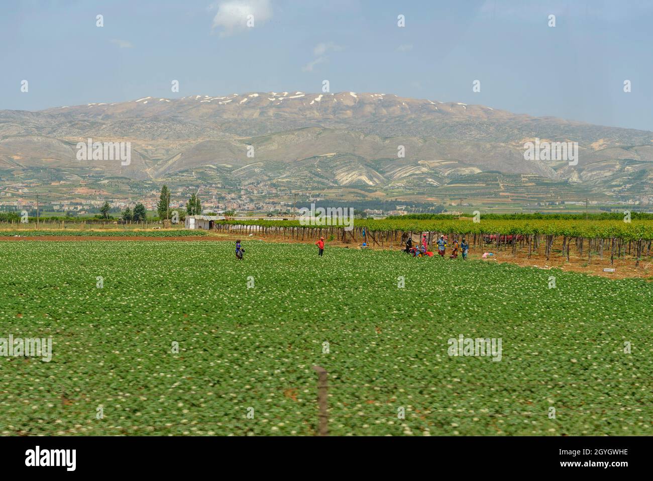 Mont Liban Banque d'image et photos - Alamy
