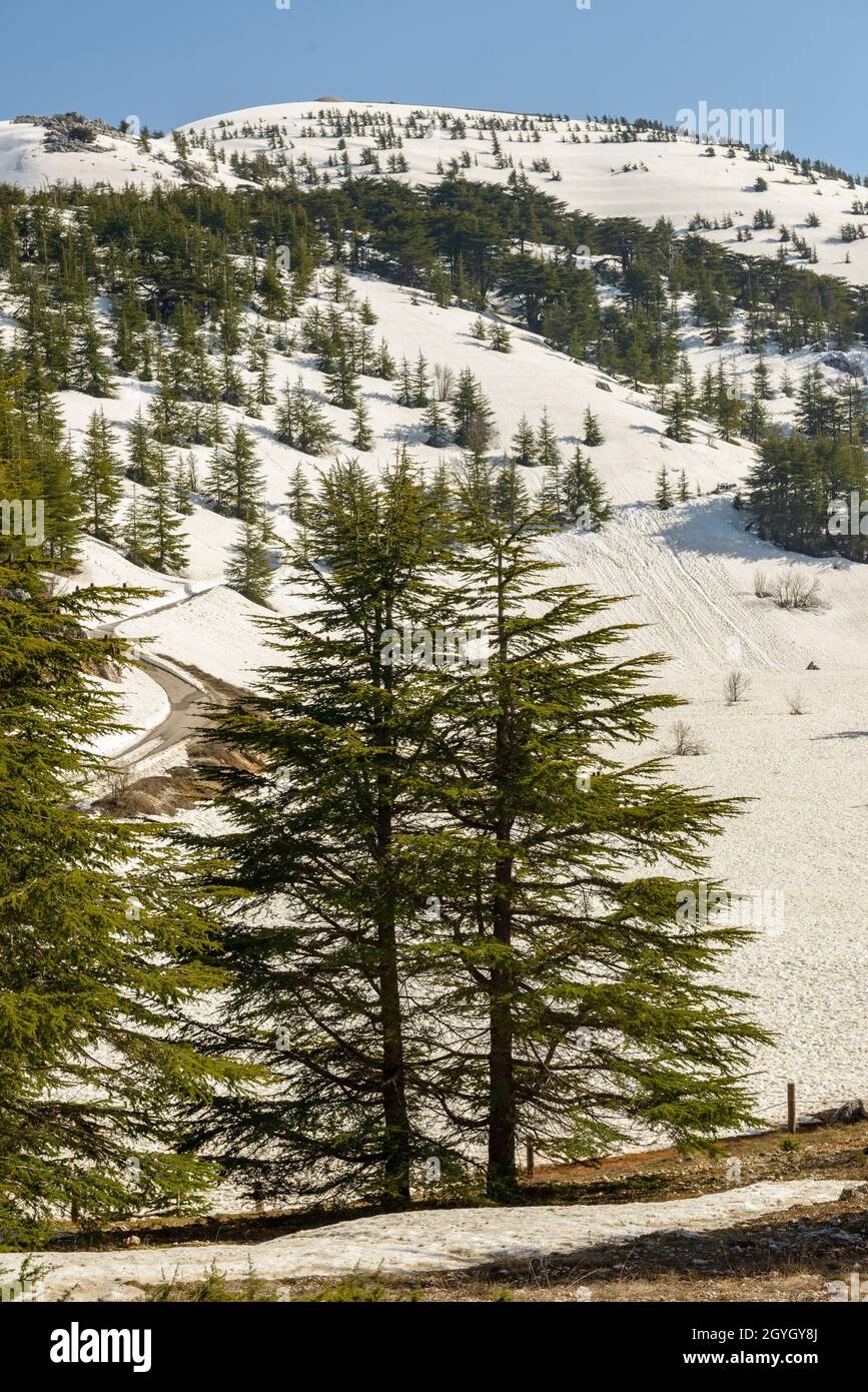 Barouk reserve forest Banque de photographies et d’images à haute ...
