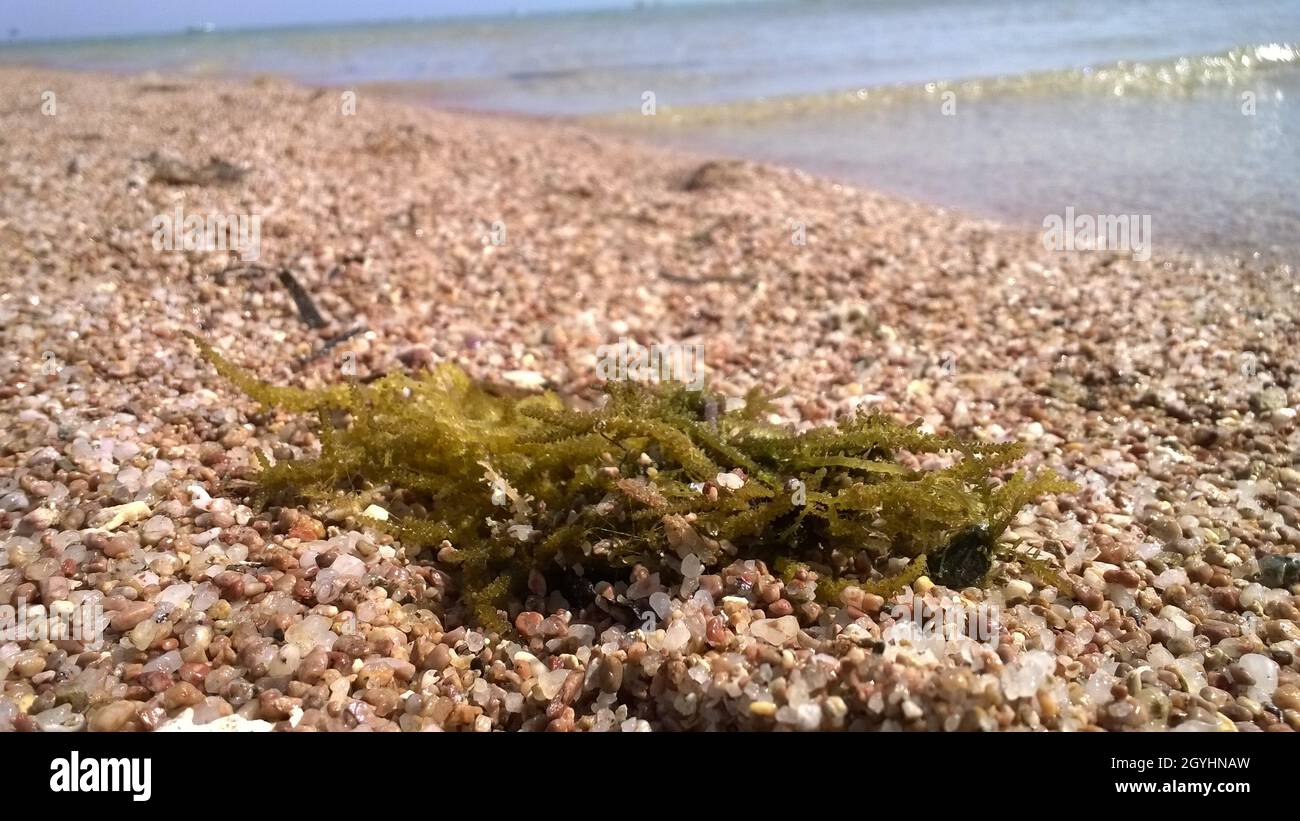 Eau vessie plage varech varech algues rivage mer Banque de ...